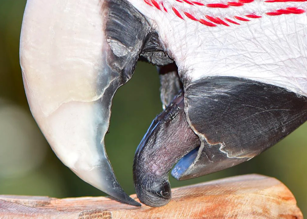 how parrots swallow and Beak Anatomy | Poodles and Parrots